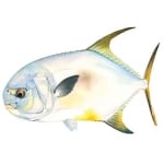 Home - Australian Fishing Network