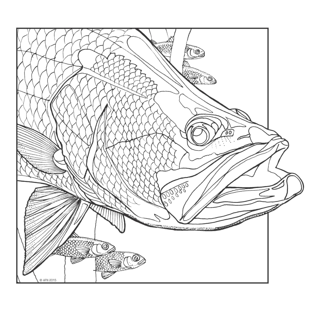 COMPLEXIONS OF THE AQUATIC - ADULT COLOURING BOOK 2 - Australian ...