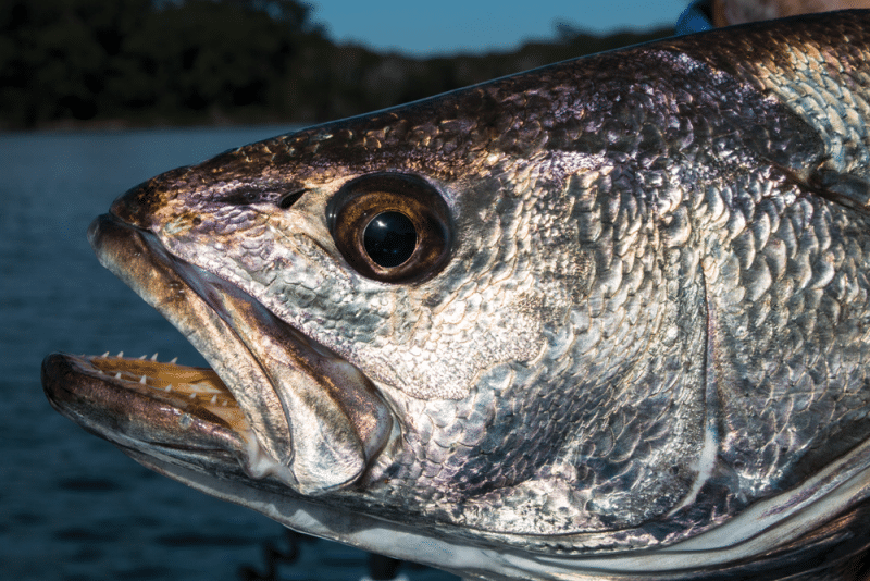 Mysterious Mulloway - AFN Fishing & Outdoors