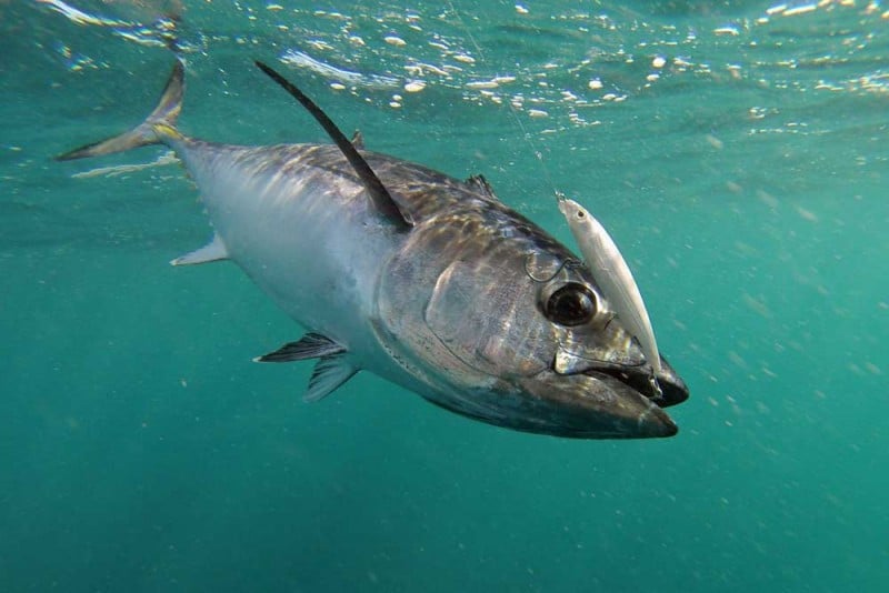 Victoria's Southern Bluefin Tuna Fishery on the rise - AFN Fishing ...