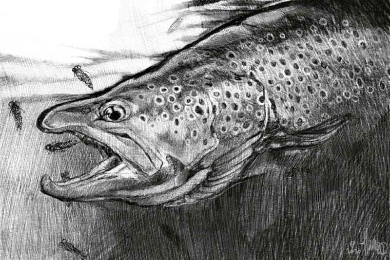 Finding and Fishing Mudeyes - AFN Fishing & Outdoors